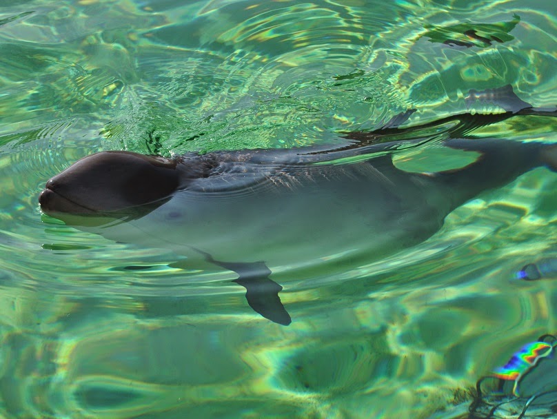 ZOOTOGRAFIANDO (6.096 ANIMALS): MARSOPA COMÚN / HARBOUR PORPOISE ...