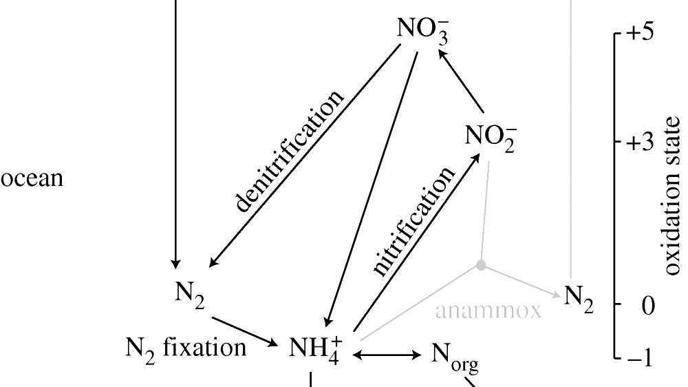 Fractionation of carbon isotopes in oxygenic photosynthesis