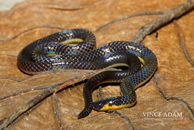 Ular Asli Indonesia: Ular Alang-alang (Calamaria lumbricoidea)
