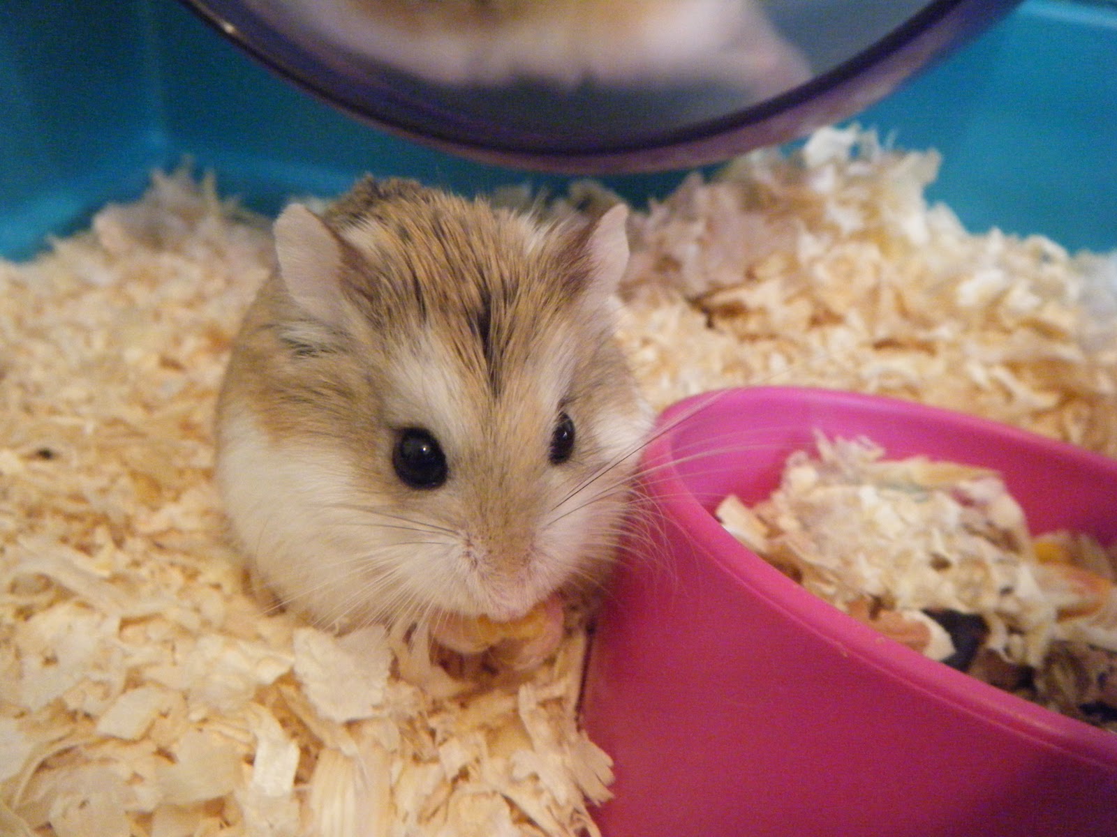 Cute Roborovski Hamster Wallpaper | Wallpaper ME