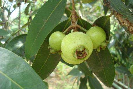 Jambo - Syzygium jambos