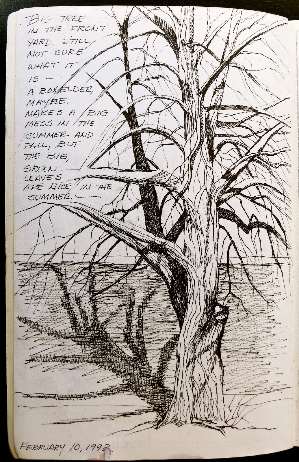 The Painted Prism: SKETCHBOOK ASSIGNMENT: Trees & Leaves -- 10 ...