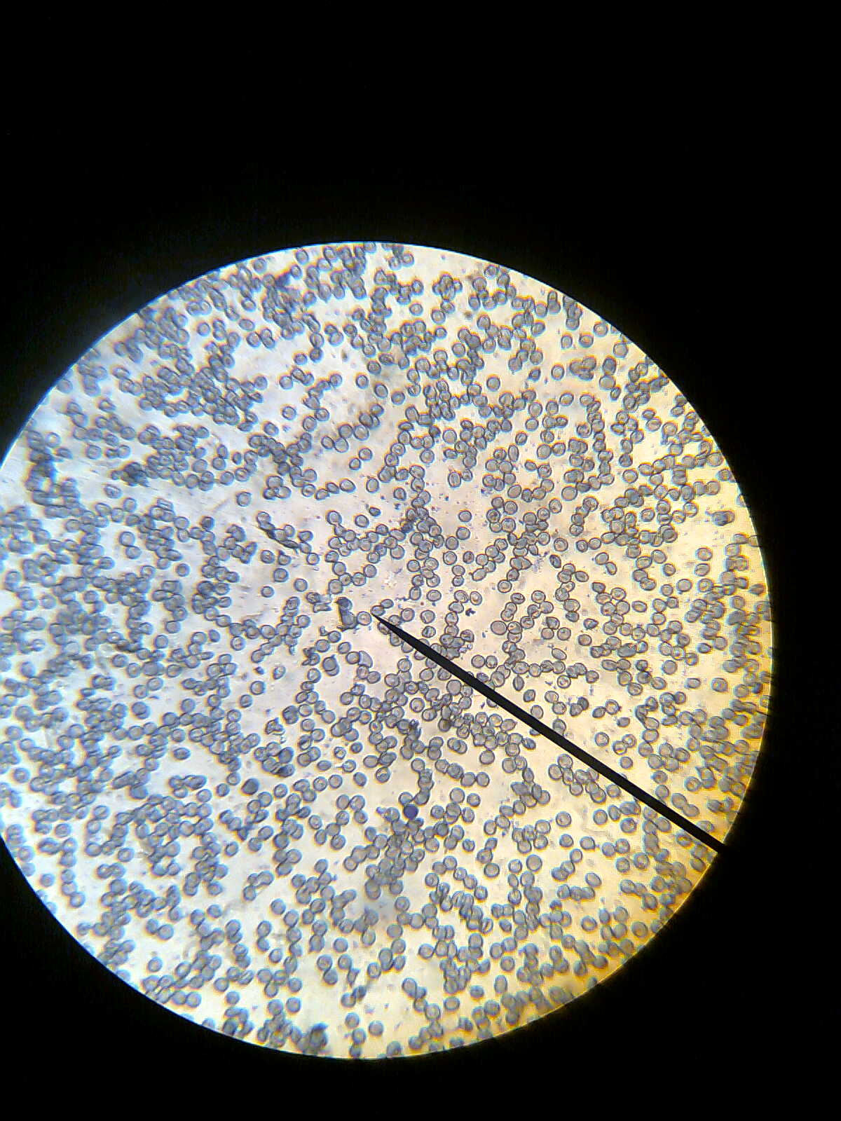 Blood Cells Histology Histology Images Of Blood Cells By Pathpedia.Com ...