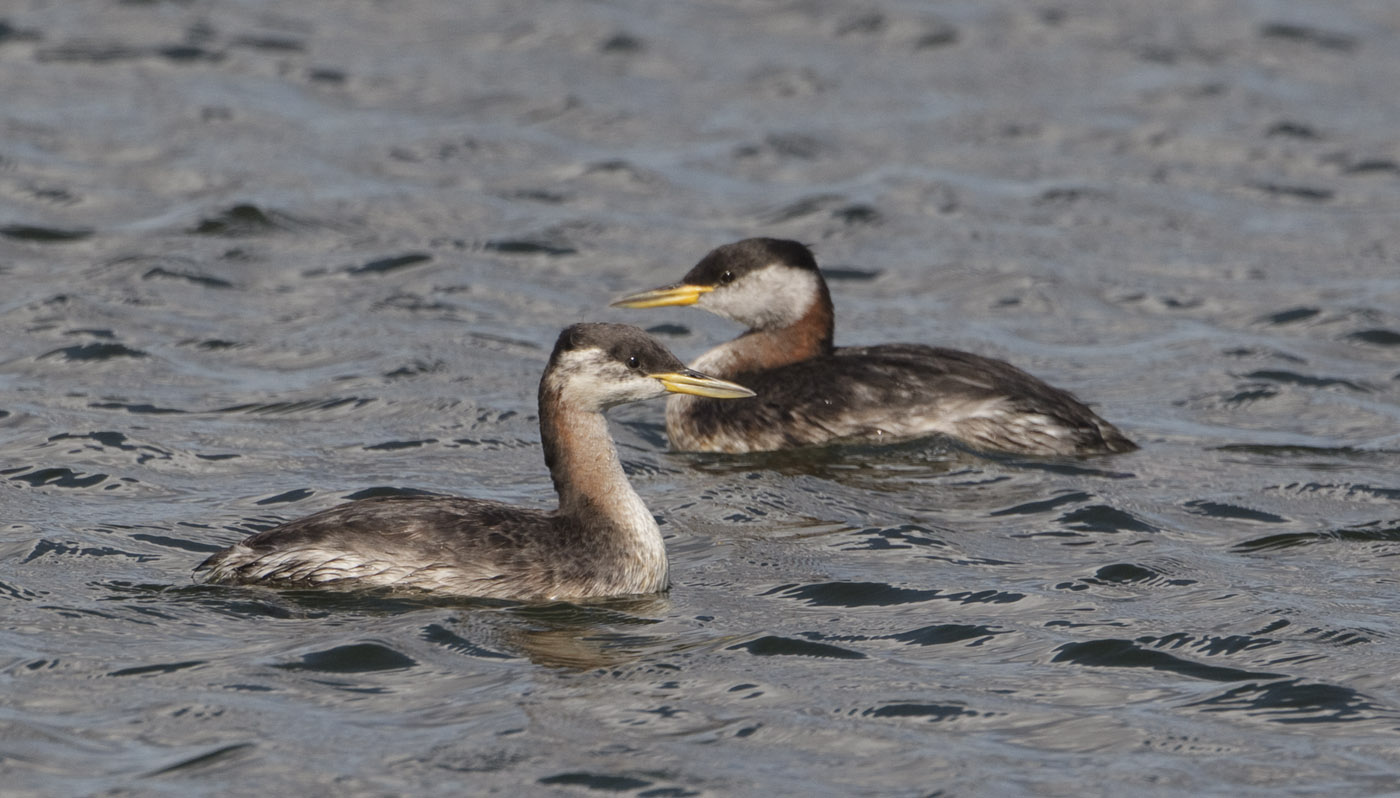 pewit: Red-necked Grebes
