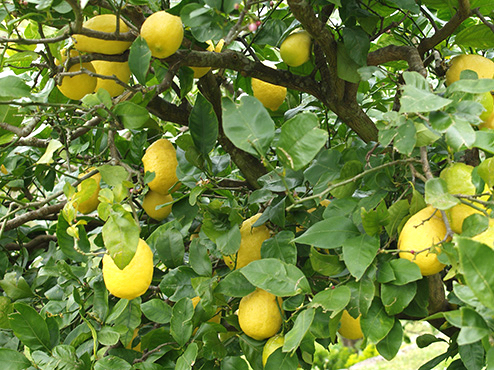 NARANJOS Y LIMONEROS: conocerlos y cuidarlos