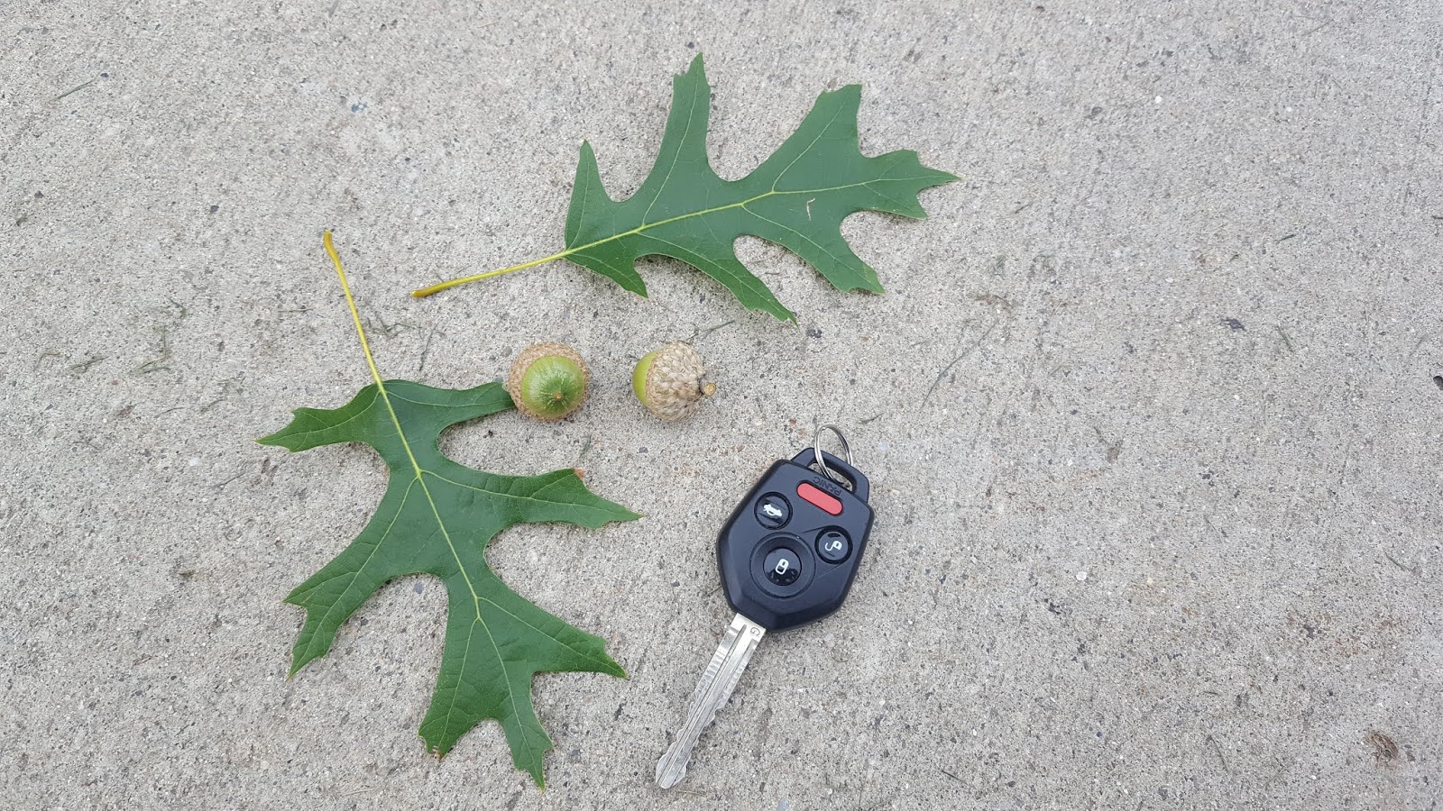 Tree Seeds Of Fall Morning Ag Clips