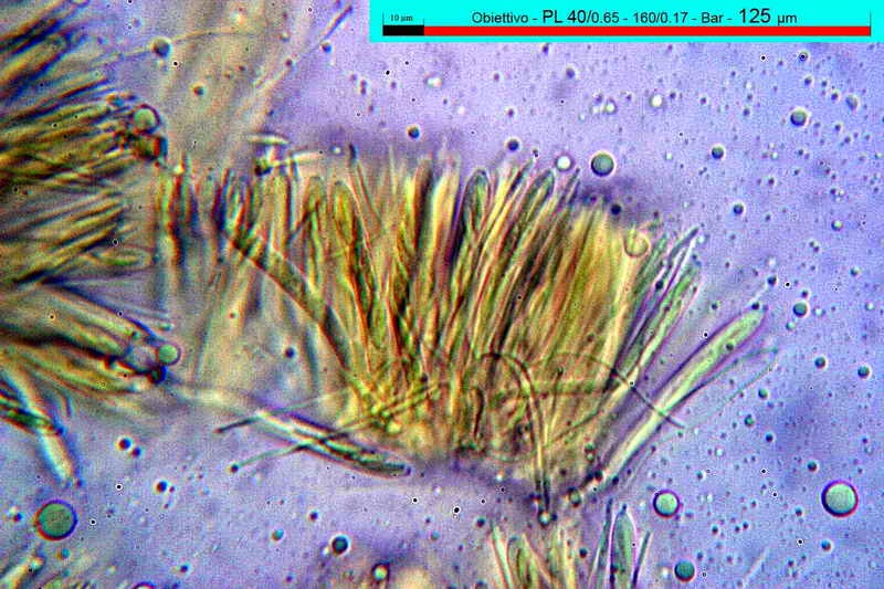 Funghi Teramani: Chlorosplenium aeruginascens (Nyl.) P. Karst