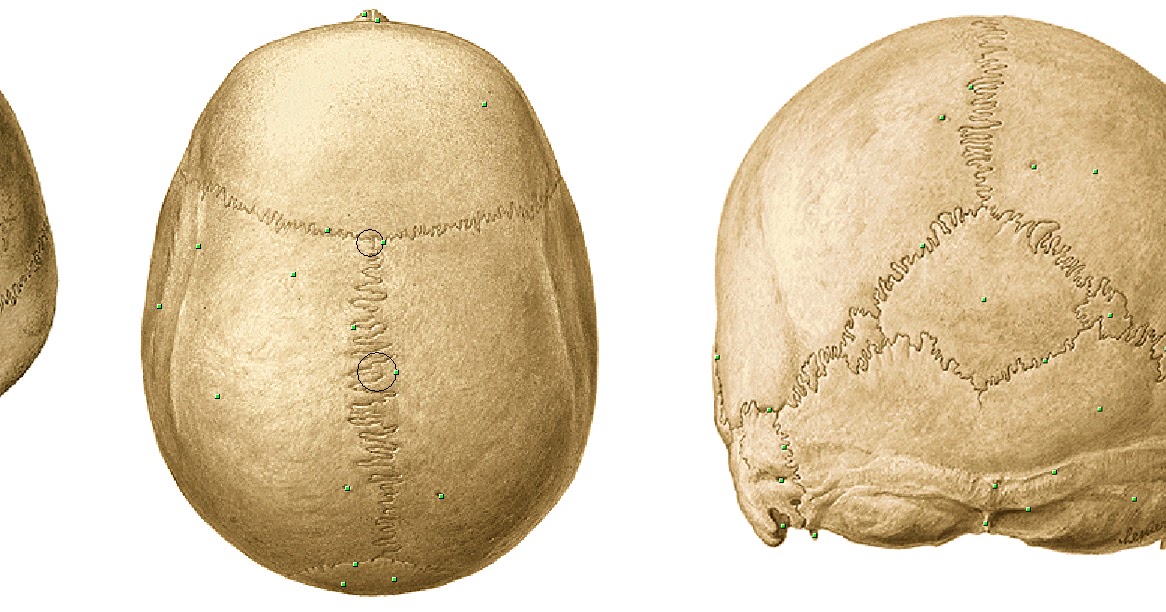 Macam-Macam Sendi Pada Manusia dan Gambar Letaknya - Biologizone