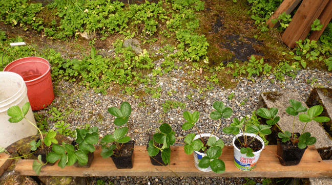 Eden By The Bay: Plant Propagation – Runners