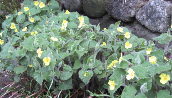 The Gardener's Eye: Saruma henryi: Better Every Year