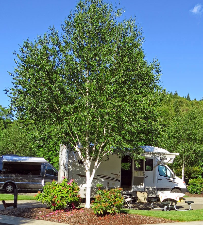 Cascade Ramblings: Seven Feathers RV Resort