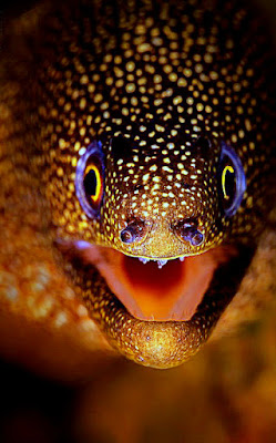 BIENVENUE SUR UNIVERS: LES YEUX DE LA MER