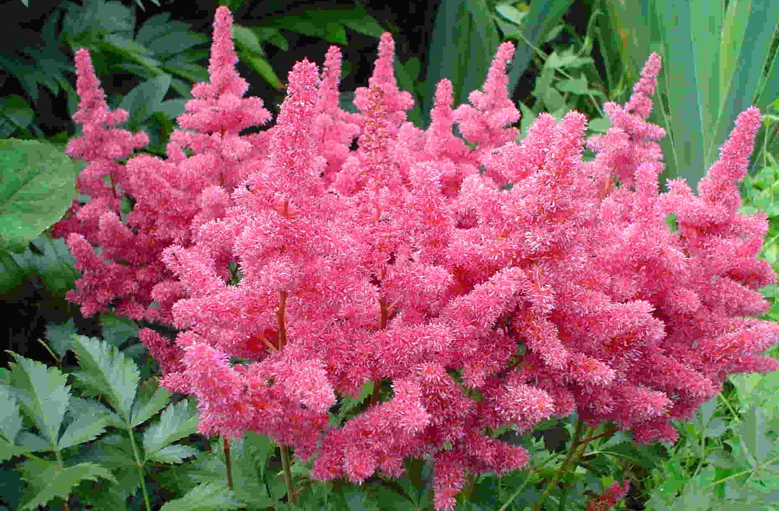 ASTILBE | FLOWERS WORLD