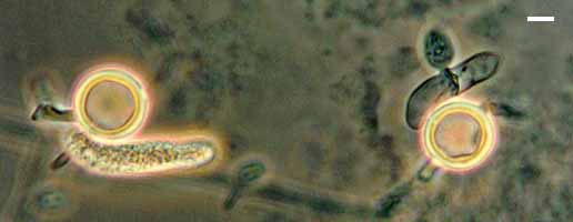 Variety of Life: Sporidiobolus