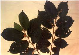 KAYU ULES dan KAYU RAPAT | Tanaman Obat Keluarga