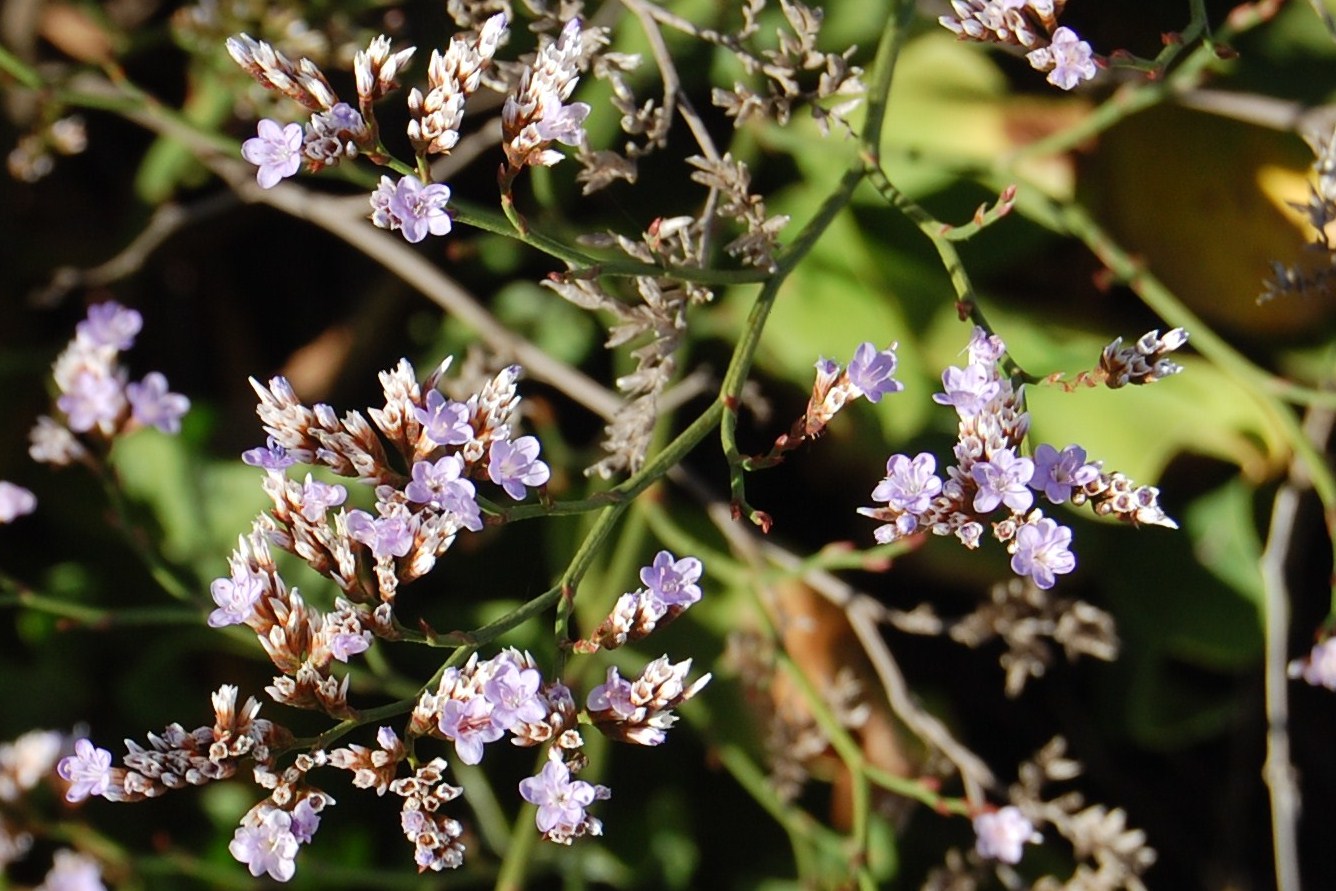 Plantas: Beleza e Diversidade: Limónio (Limonium vulgare)
