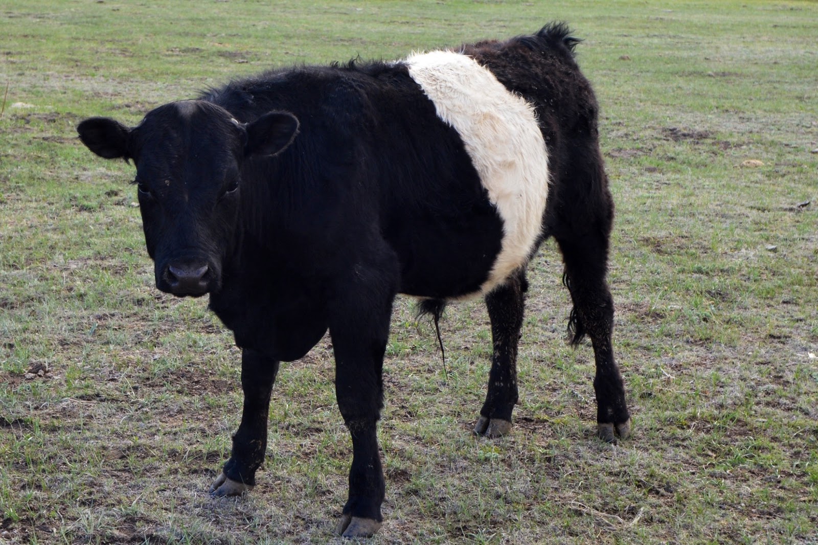 TTT Ranch: Registered BueLingo Bulls for Sale