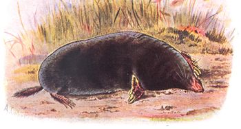 Mamíferos y marsupiales mammals of the earth: Topo ibérico (Talpa ...