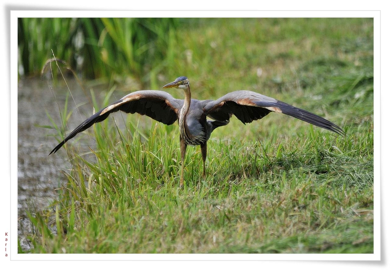 NATUURLIJK NEDERLAND: PURPER REIGER, POLDERS NEXT TOPMODEL