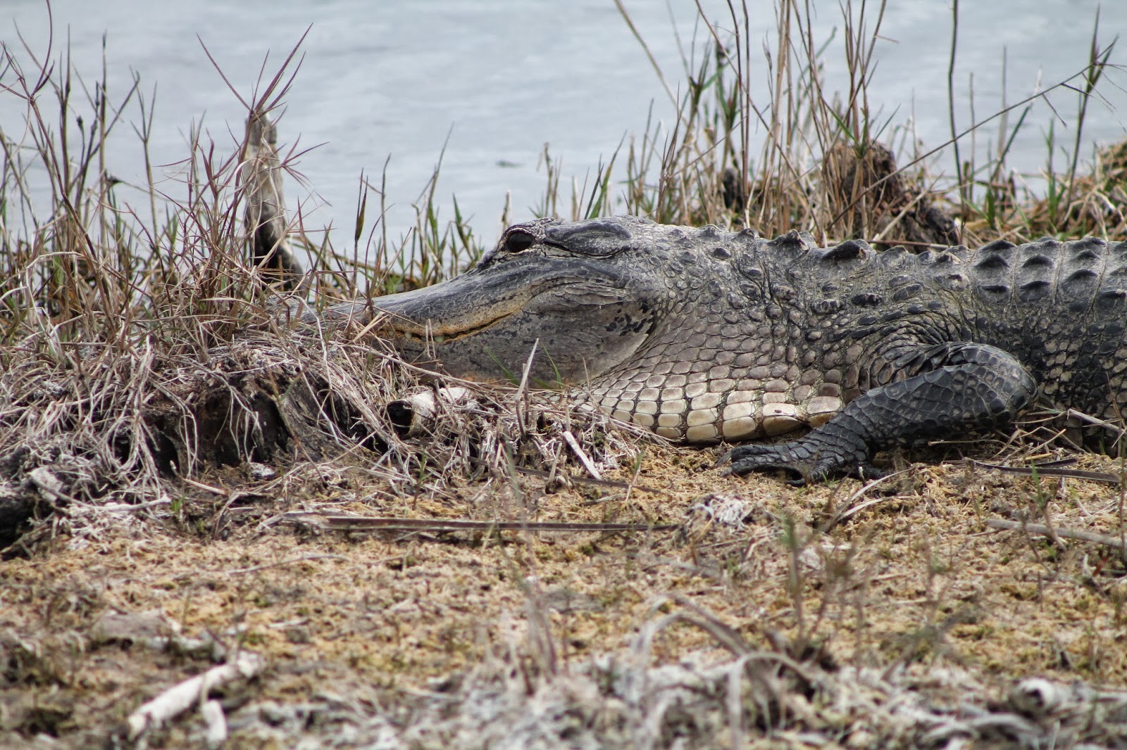 Random Ramblings, And Poetic Thoughts: Gator Photo Shoot