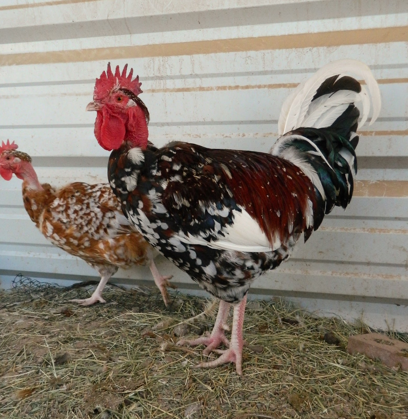 Aloha Chickens: Dun Project Update - Part 3