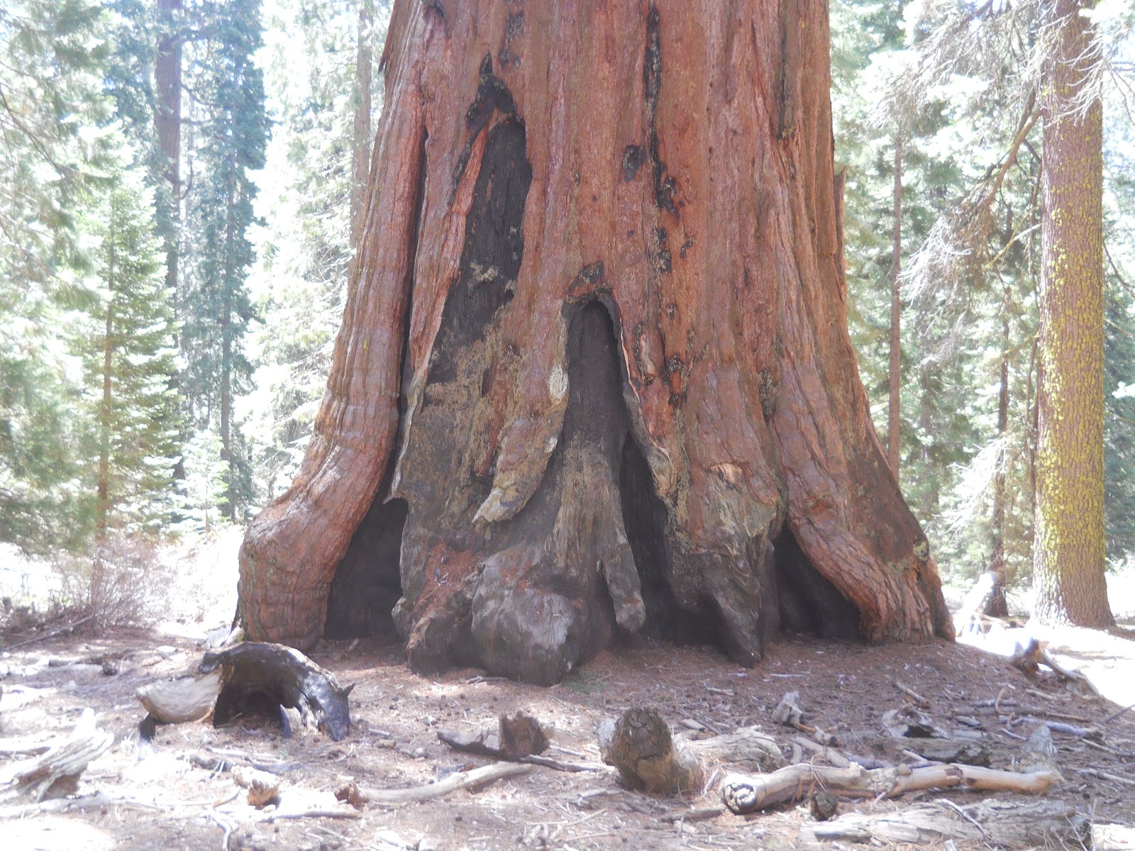 Piccola's Projects: CA (Kings Canyon and Sequoia Nat'l Parks)