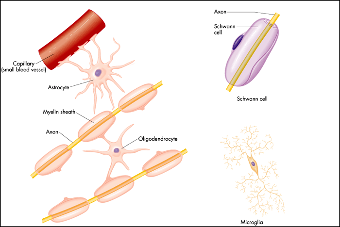 Proteína Ácida Fibrilar de la Glía; Proteína del Filamento ...