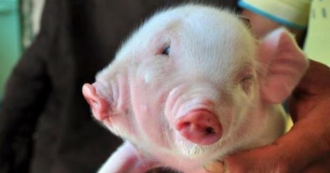 Babi Berkepala 2 dan Bermata 3 Gegerkan China - Unik