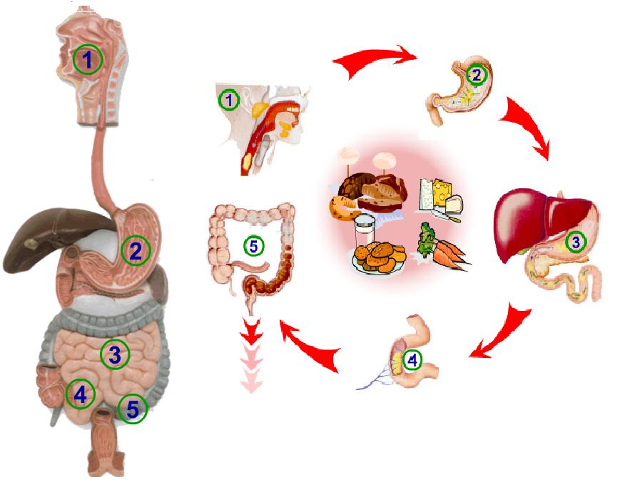 Karen Navarrete: PROCESO DIGESTIVO