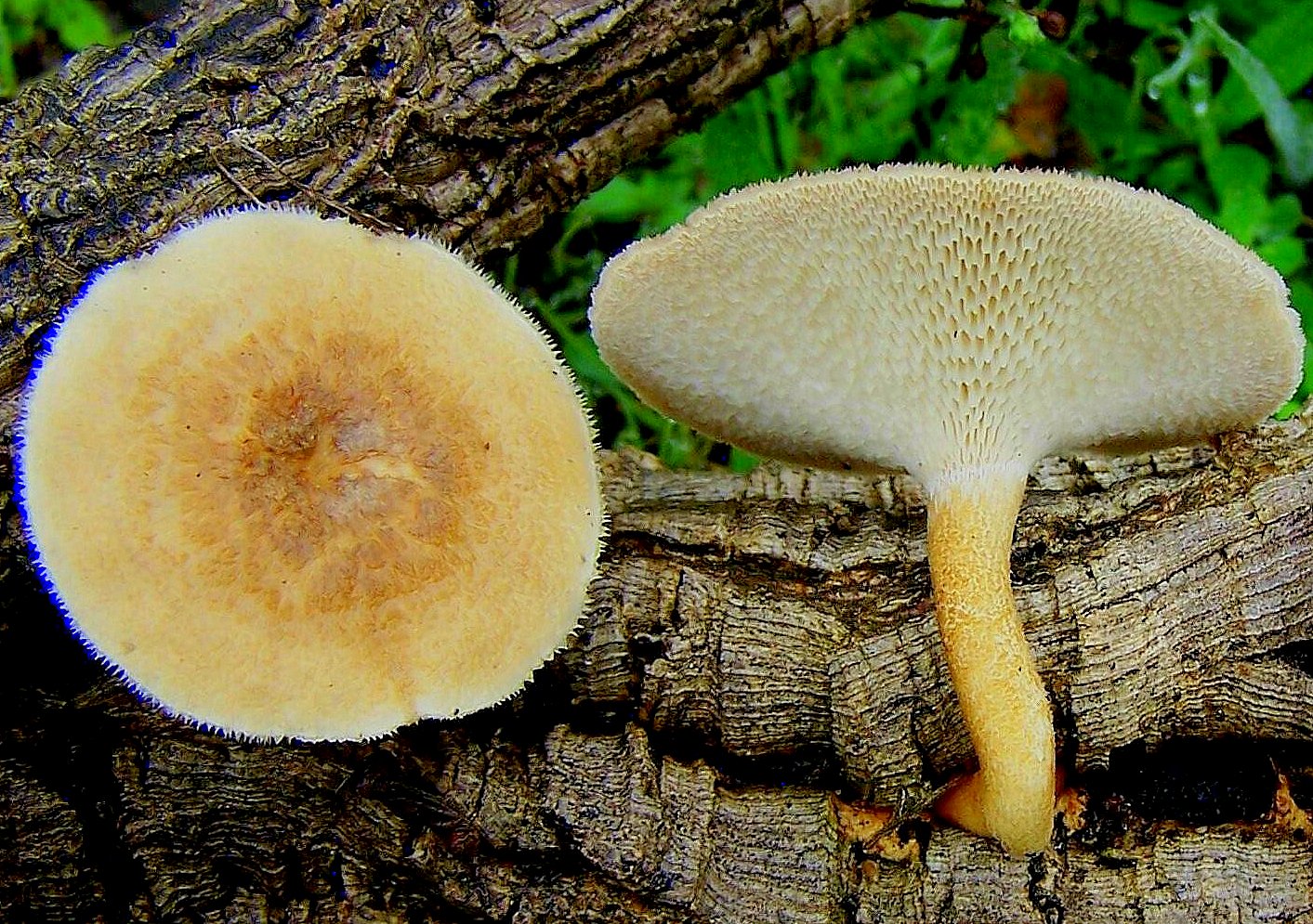 Setas Extremadura : Polyporus Arcularius