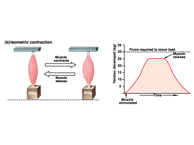 Contracción Isométrica