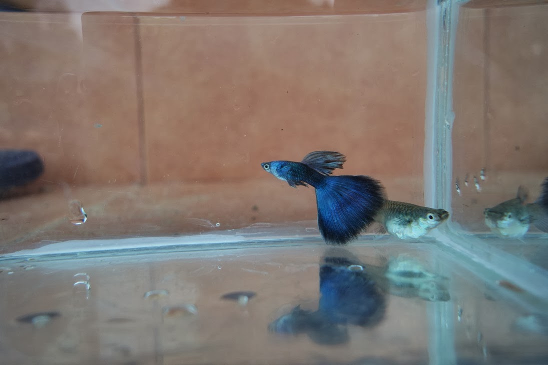Peminat Guppies: Electric blue moscow