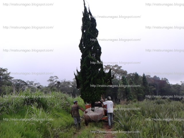 Matsu Nagao: KAIZUKA