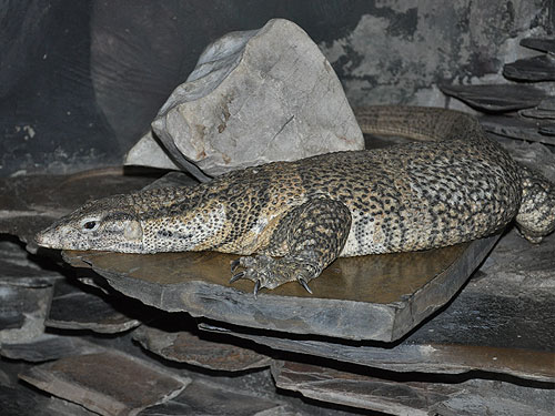 Jenis - jenis atau Macam - macam Varanidae / Varanus / Varanatic ...