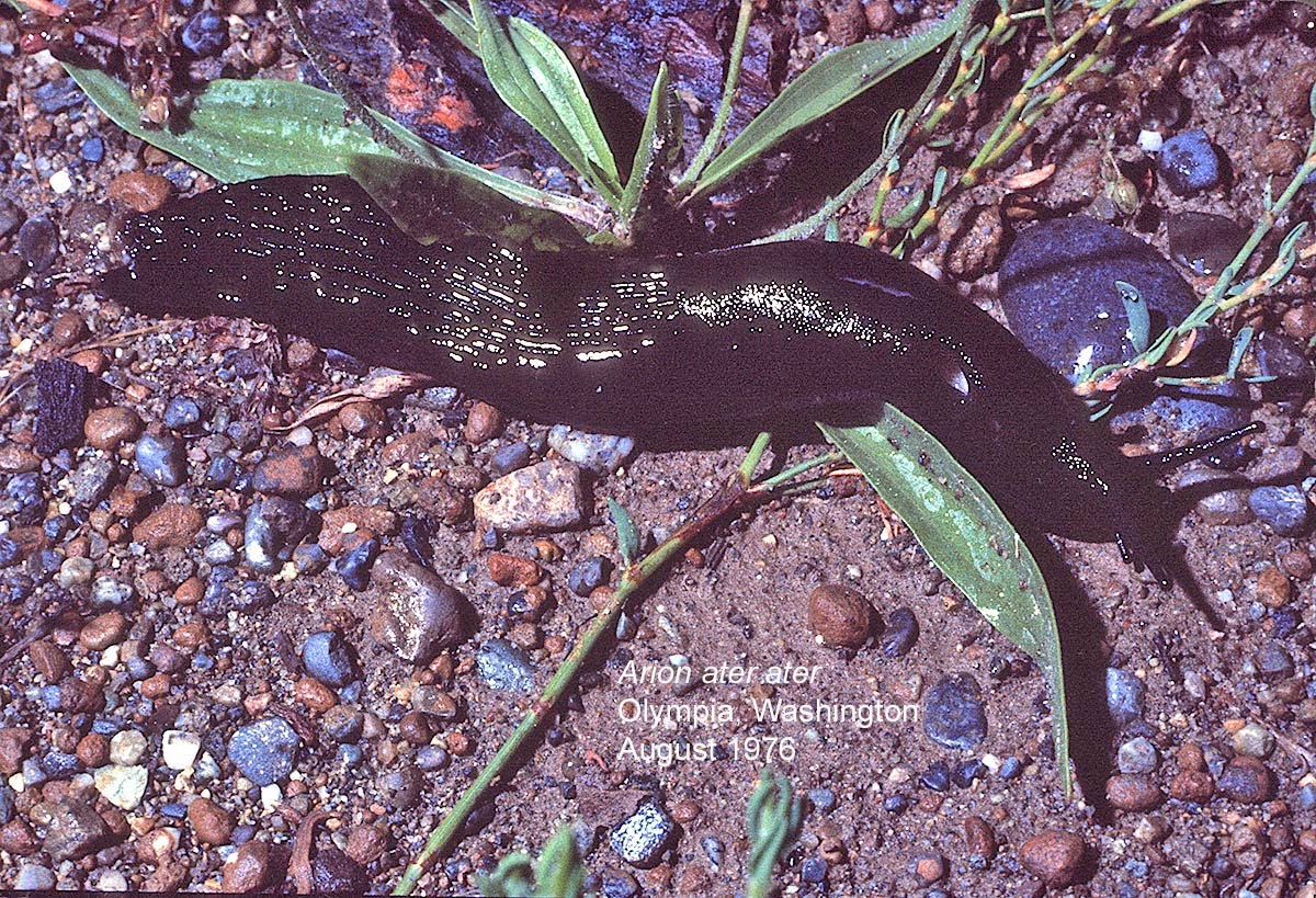 Northwest Nature Notes: THE PACIFIC NORTHWEST IS SLUG COUNTRY