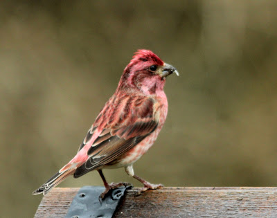 Here and There: Day 329 - 24th November 2016 - Pine Siskin, Purple ...