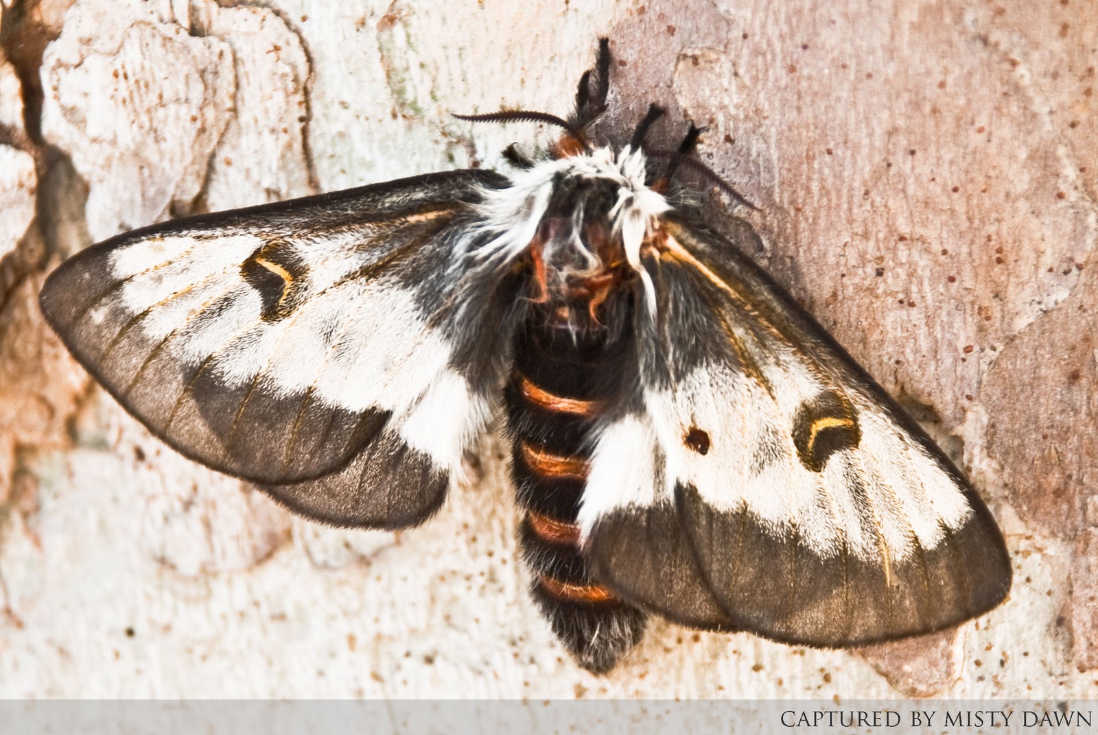 Through A Photographer's Eyes: Day 302 - Buck Moth
