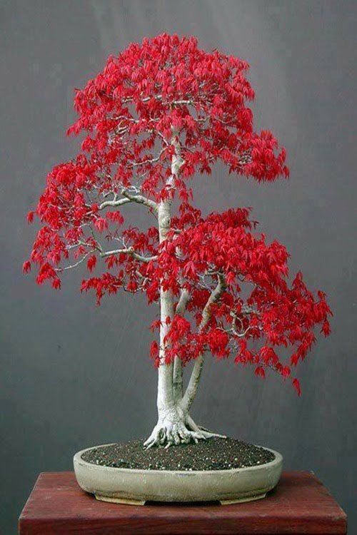 60 My Favorite Beautiful list of Trees for Bonsai [pics] - Our World Stuff