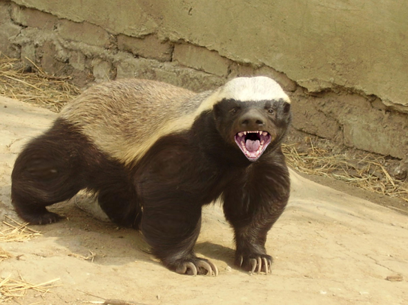 Amazing Facts about Honey Badger, The World's Most Fearless Creature ...