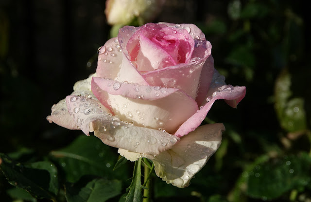Organic Garden Dreams: October Roses