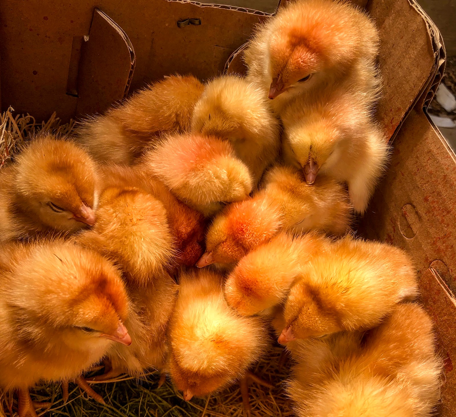 Duluth Harbor Cam: Picked up some hot chicks this morning!