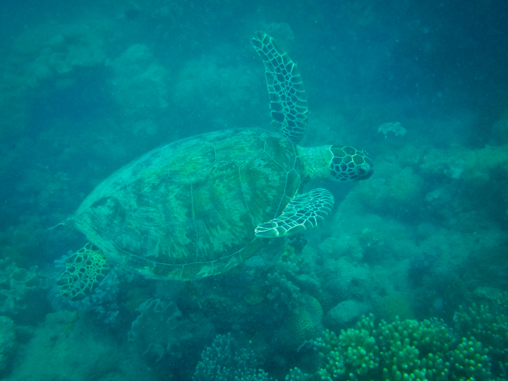 Pohjalla: Korallimeri ja Suuri Valliriutta