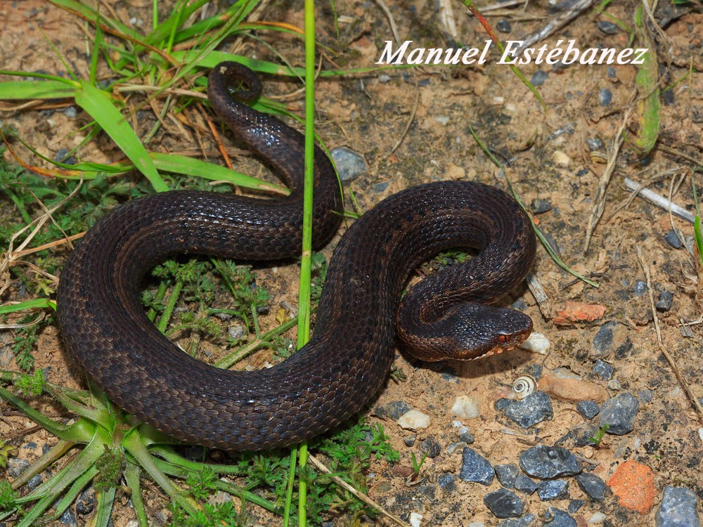 Miradas Cantábricas: Víbora de Seoane o cantábrica (Vipera seoanei ...