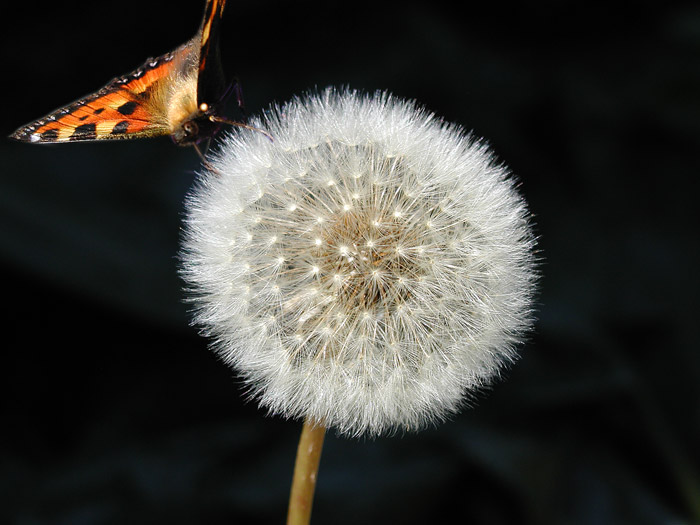 Leo&Decora: Maskros inspiration