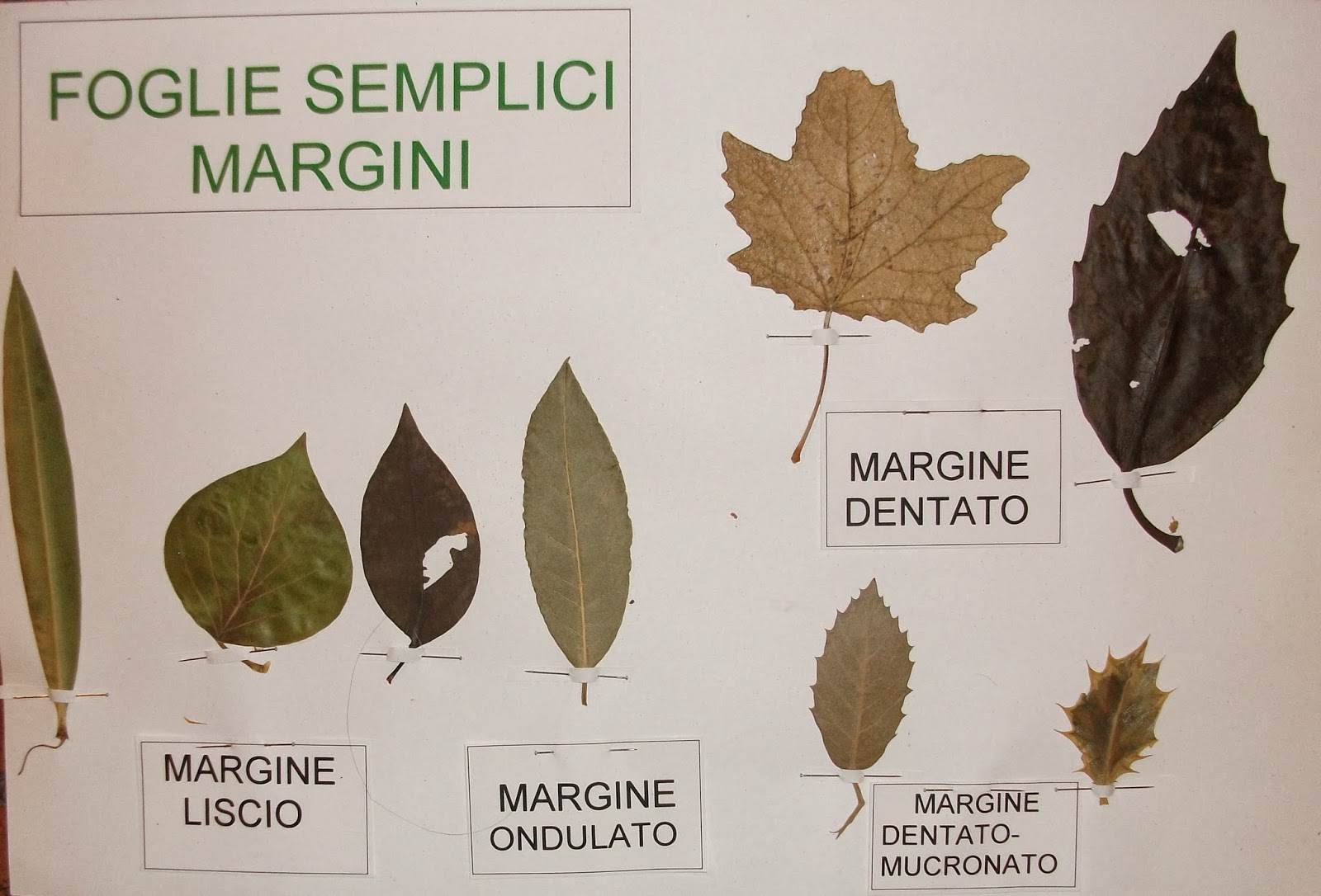 FloraVegetazionePaesaggio: La foglia: forma, margine, nervatura