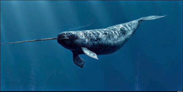 Il Narvalo, cos'è, dove vive, caratteristiche e foto: Il Narvalo è un ...