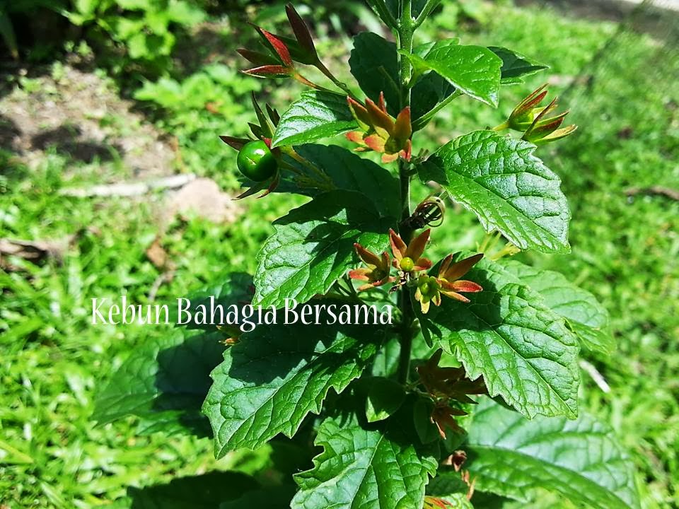 Kebun Bahagia Bersama: Kembang Bugang
