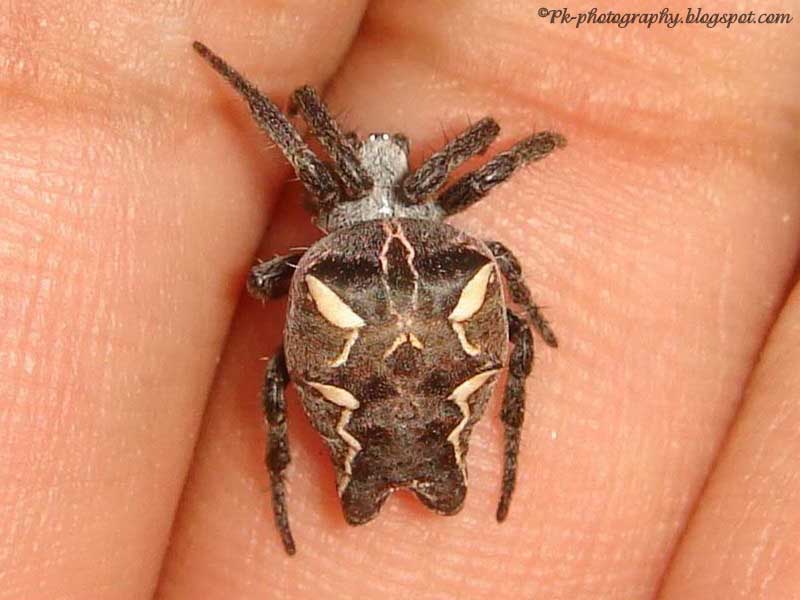 Tent Web Spider-Cyrtophora citricola | Nature, Cultural, and Travel ...