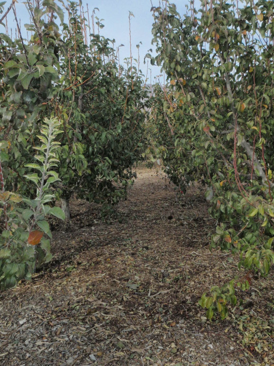 Viragrow: Wood Chip Mulch is Magic on Desert Soils