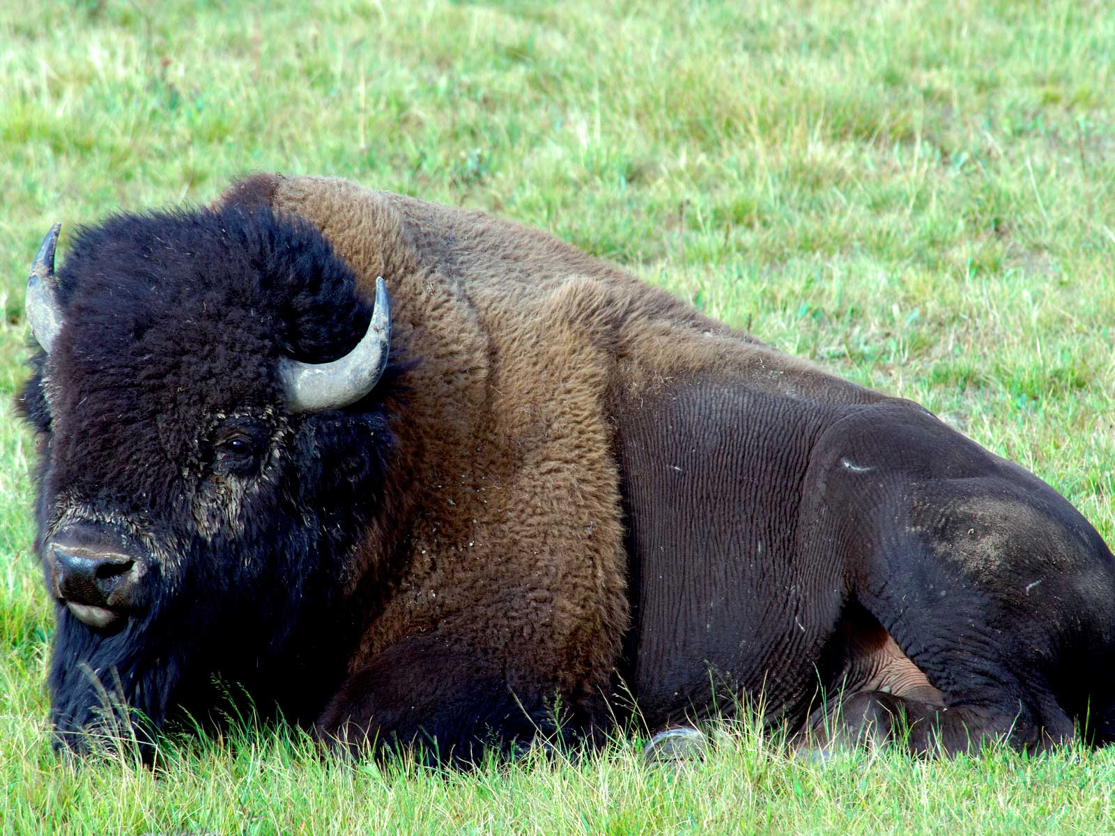 Funny Image Collection: Funny buffalo picture for desktop funny video clip!